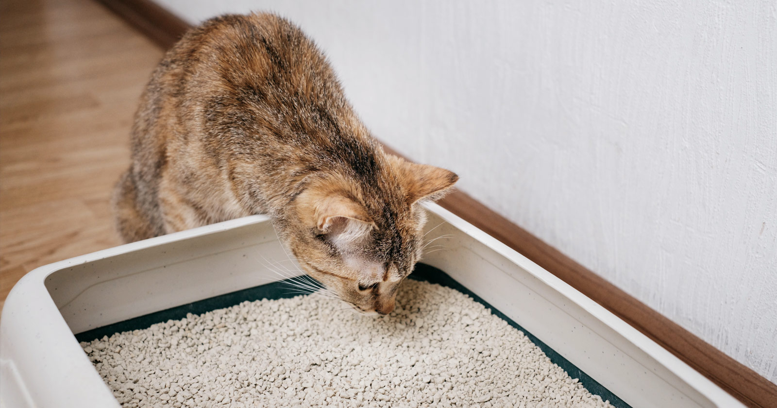 ¿Cómo elegir una caja de arena para gatos? - PetServi
