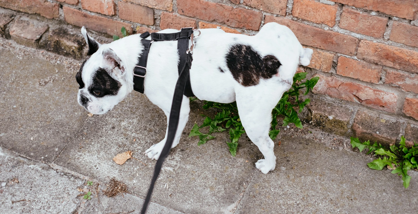 Por qué mi perro orina en todas partes - PetServi
