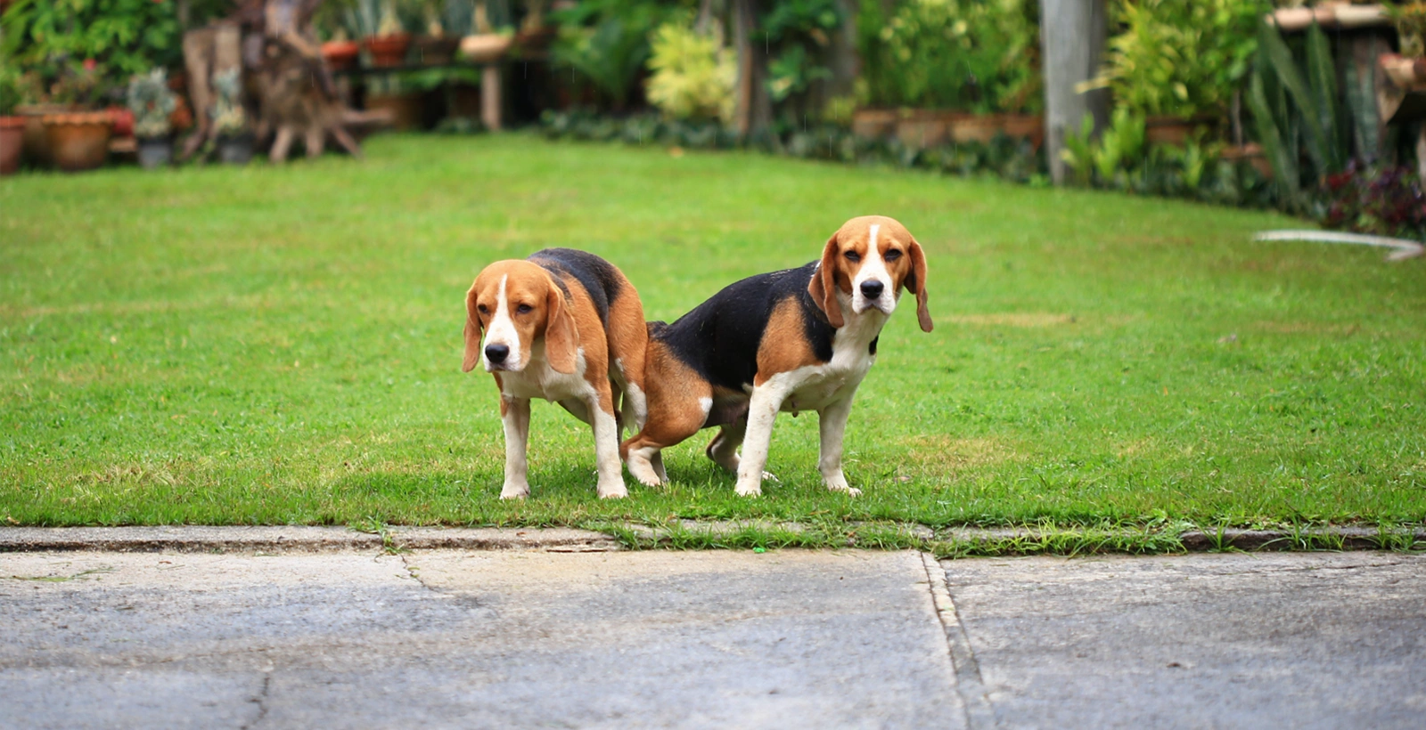 Por qué los perros se quedan pegados - PetServi
