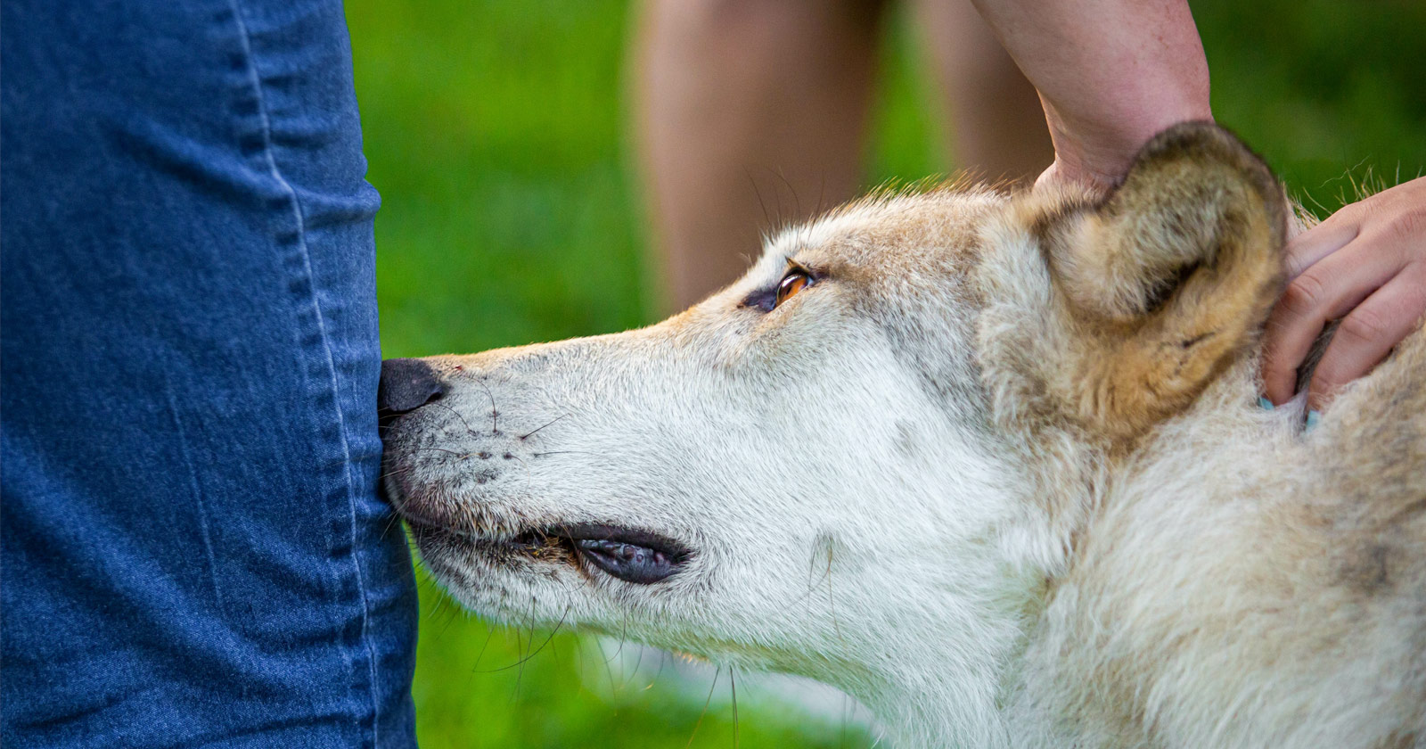 ¿Por qué mi perro me huele la entrepierna? - PetServi