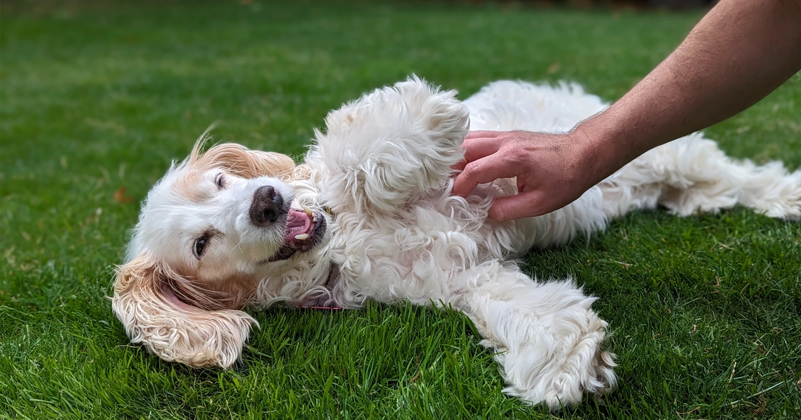 ¿Los perros sienten cosquillas? - PetServi