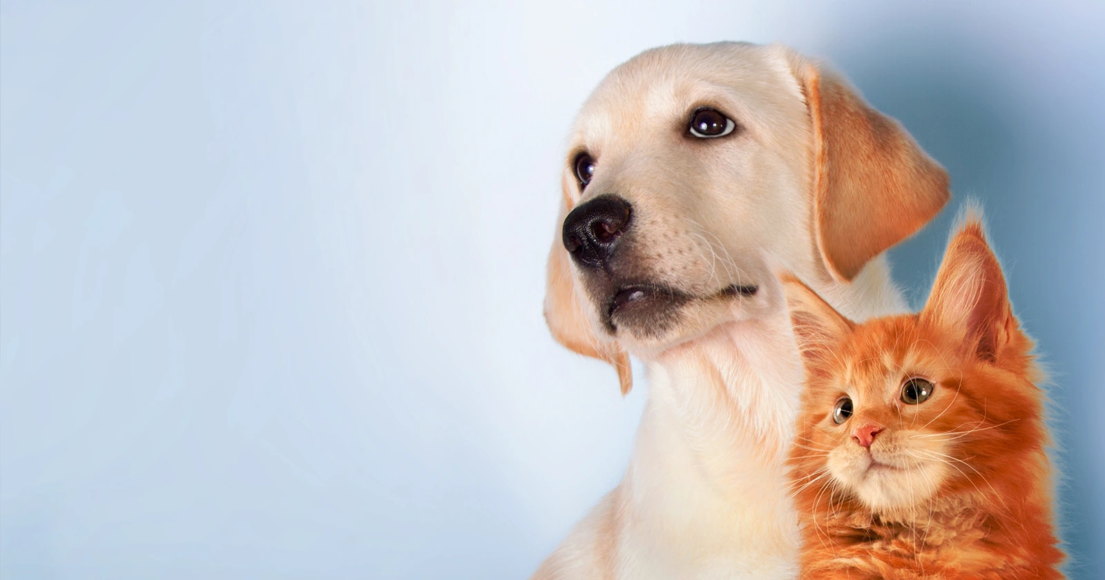 Por qué a los gatos les gusta el yogurt - PetServi