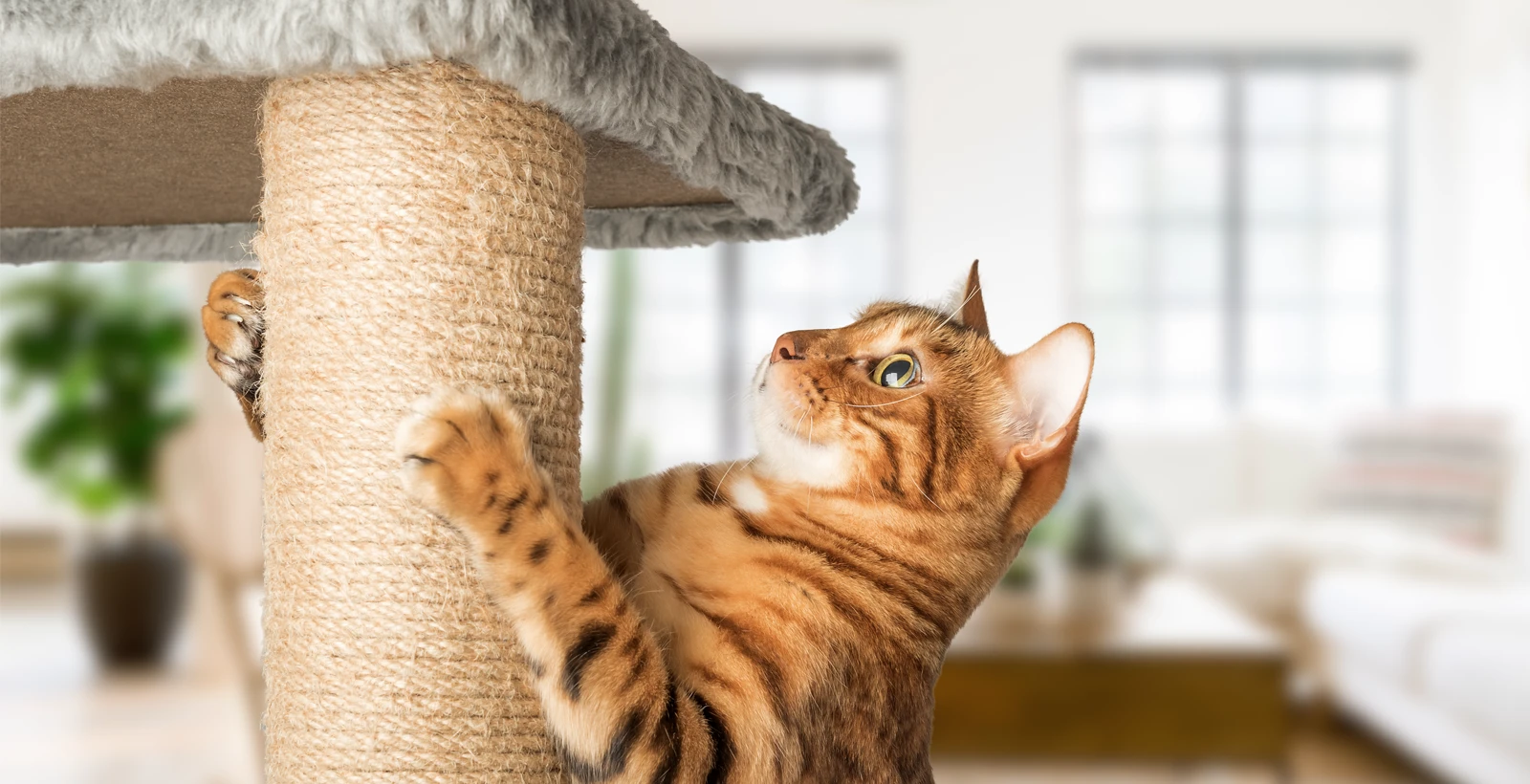 Enriquecimiento ambiental para gatos - PetServi