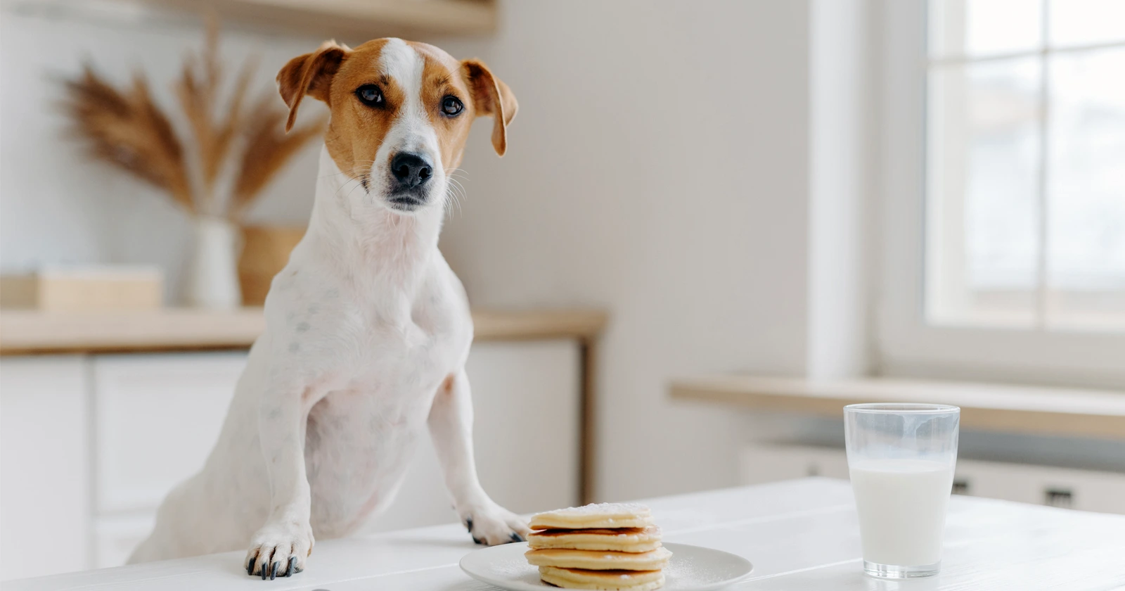 ¿Es buena la leche para los perros? - PetServi