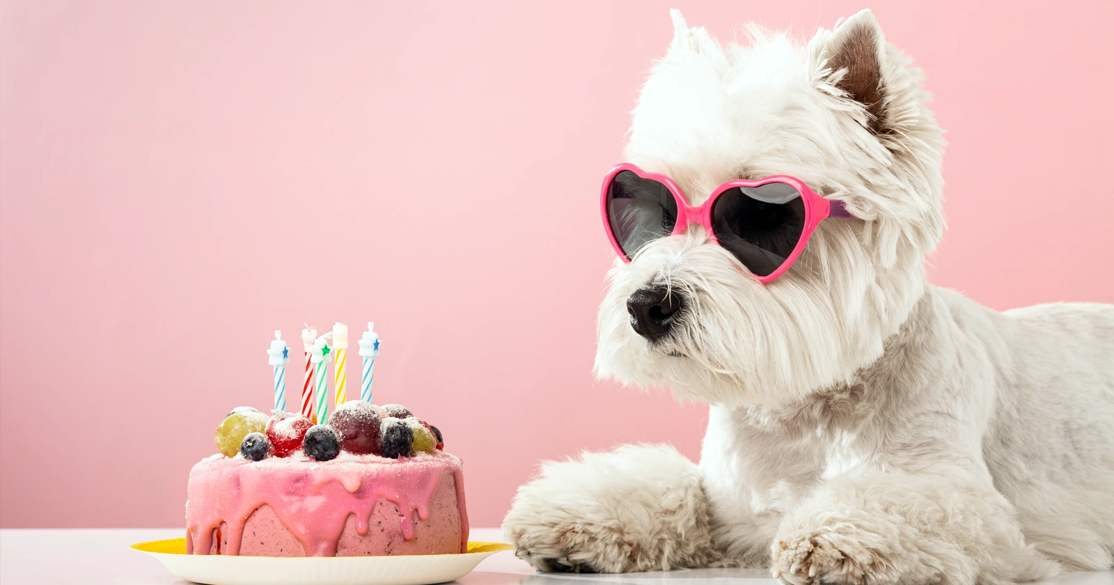 Ideas para festejar el cumpleaños de tu perro - PetServi