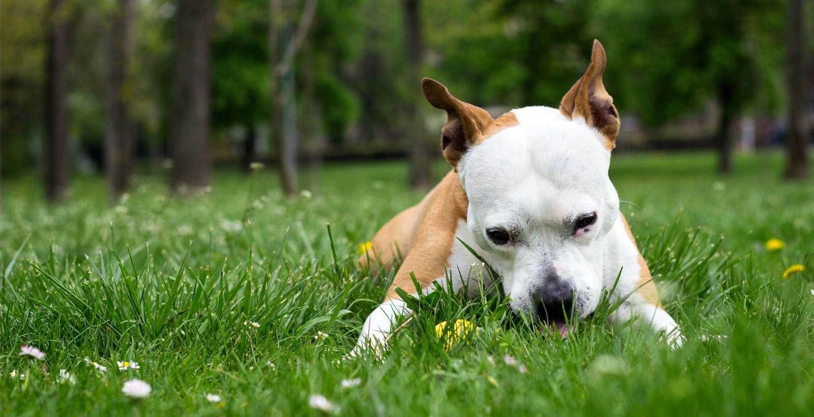 Por qué los perros comen pasto - Petservi