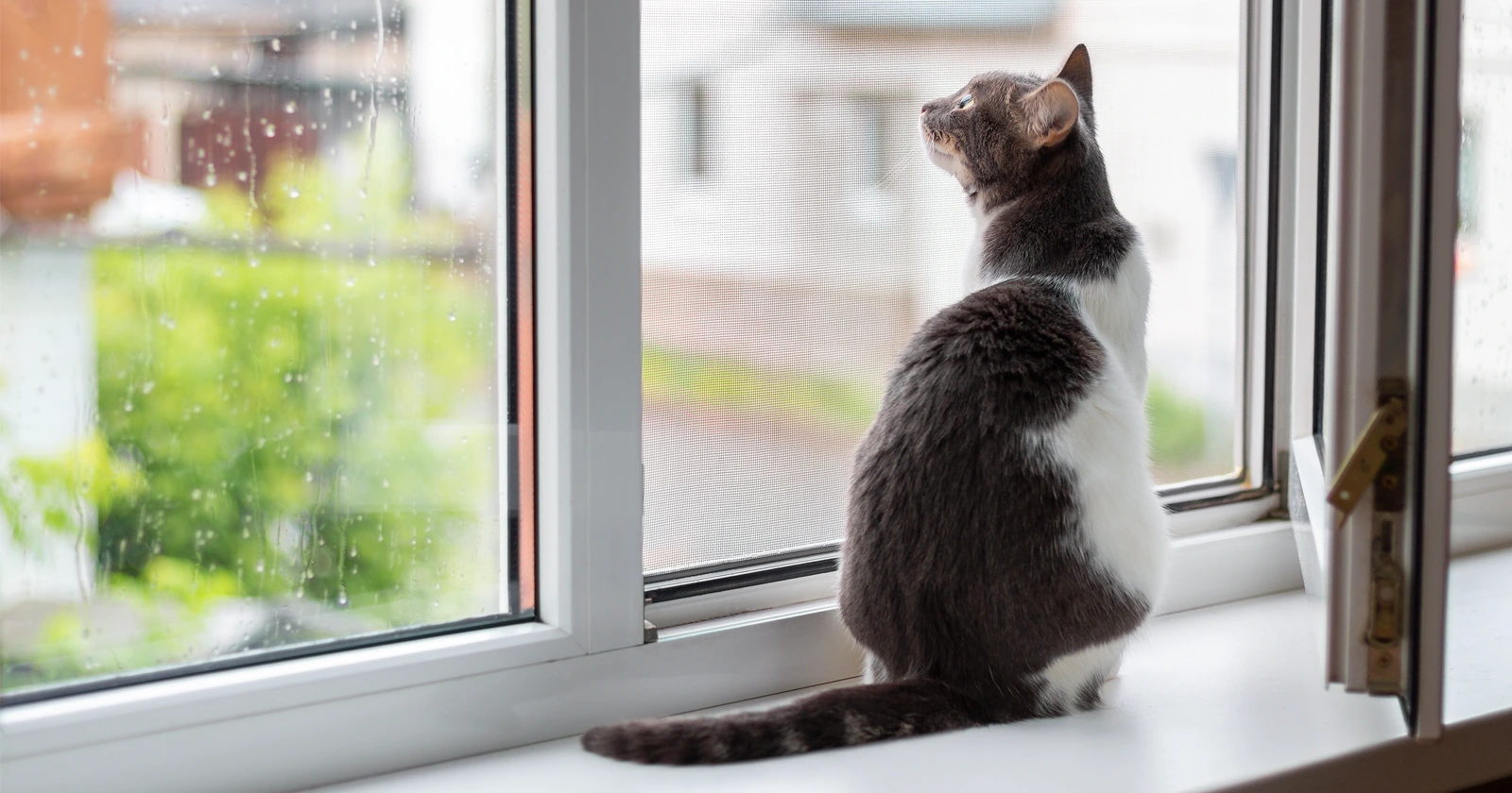 ¿Los gatos saben cuándo va a llover? - PetServi