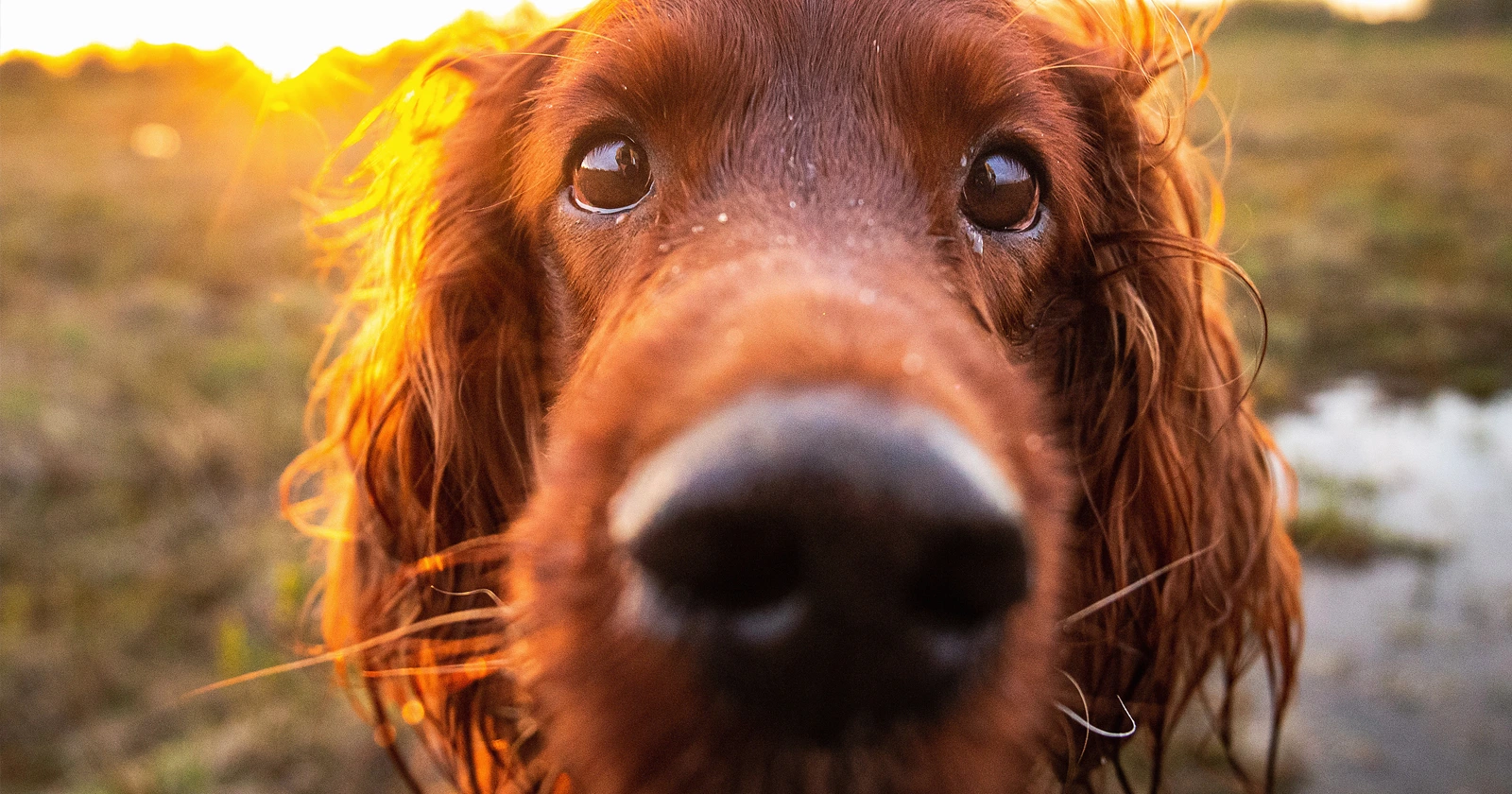 ¿Para qué sirven los bigotes de los perros? - PetServi