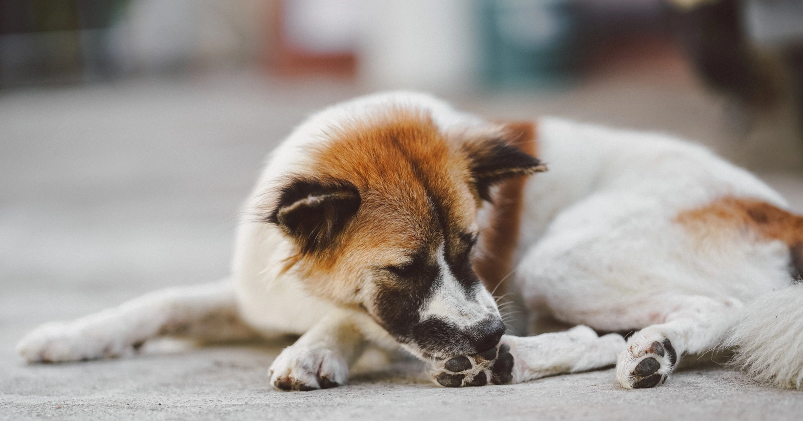 Hongos en perros - PetServi