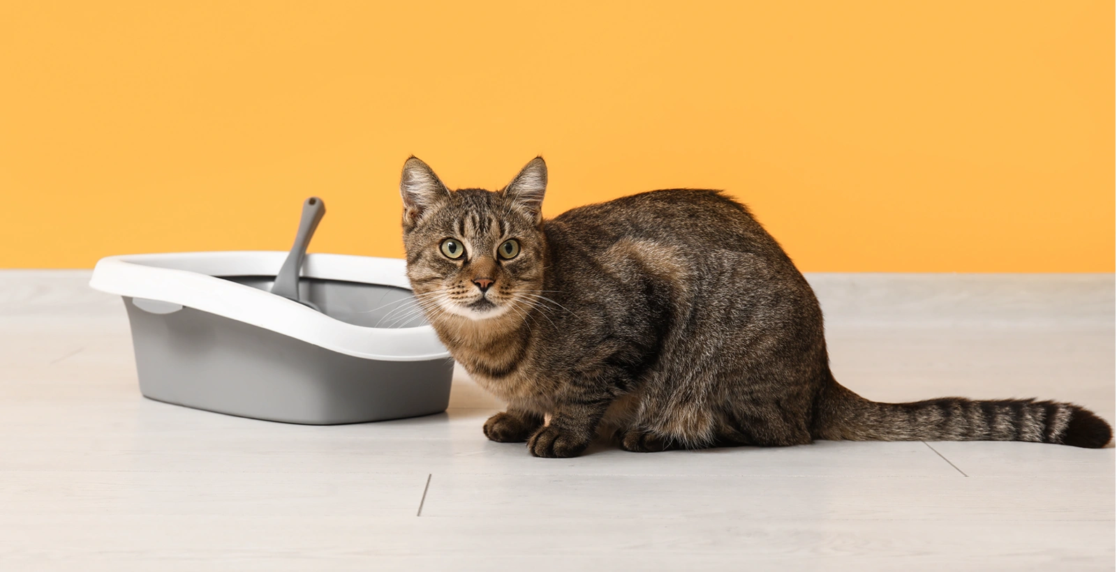 ¿Cómo mantener limpio el arenero de mi gato? - PetServi
