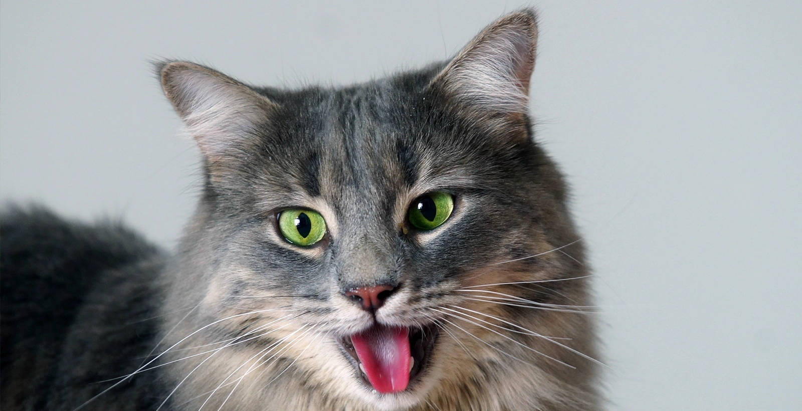 Jadeo en los gatos: qué lo ocasiona y cómo evitarlo