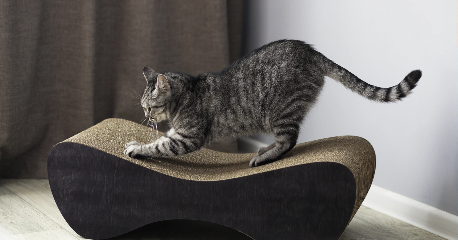 La importancia del rascador para gatos - PetServi