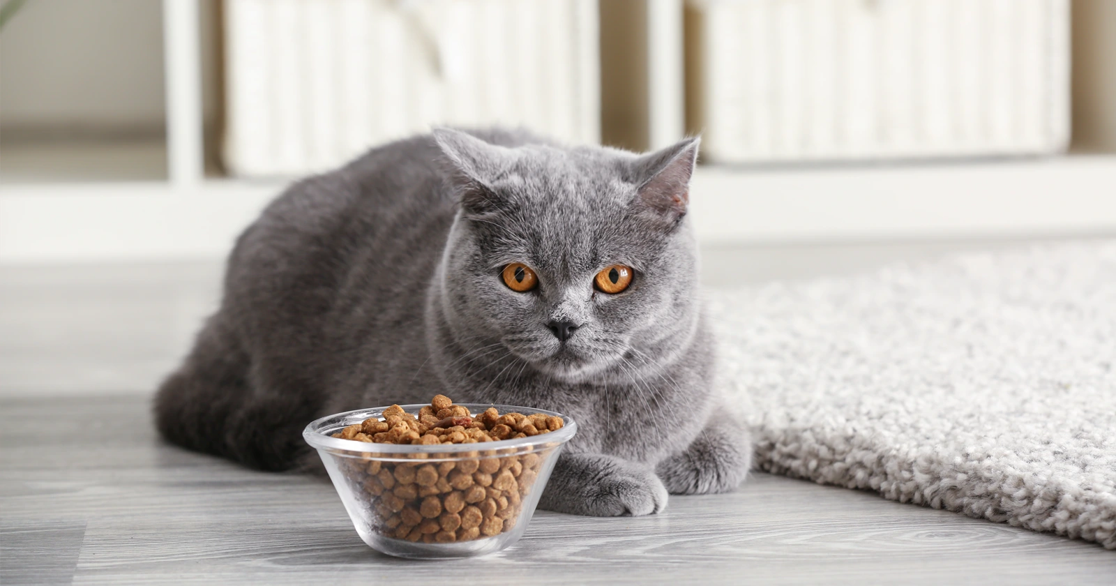 ¿Los gatos se aburren de las croquetas? - PetServi